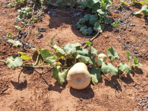 ECARP | Eastern Cape Agricultural Research Project